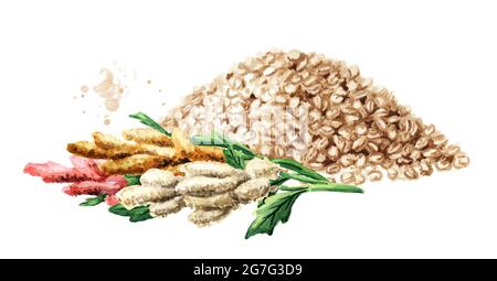 Quinoa plant. Hand drawn watercolor illustration, isolated on white ...