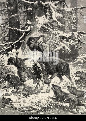 Wolves, wolf pack in Winter, Specht, Friedrich 1898 Stock Photo - Alamy