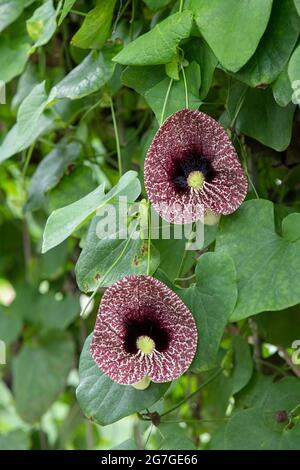 Calico flower (Aristolochia elegans Stock Photo - Alamy