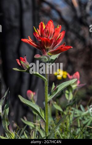 Common red paintbrush; castilleja miniata Stock Photo - Alamy