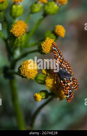 Edith's Checkerspot Euphydryas editha on thimbleberry Cascades Oregon ...