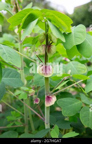 Amicia zygomeris, yoke-leaved amicia, natural close-up plant portrait ...