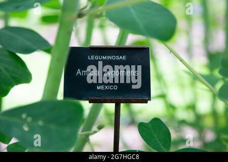 Amicia zygomeris, yoke-leaved amicia, natural close-up plant portrait ...