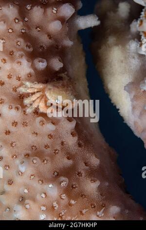 Tiny critter - Furry Coral crab (Cymo melanodactylus). Underwater world ...