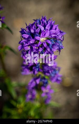 Vertical shot of a beautiful purple flower with green leaves Stock ...
