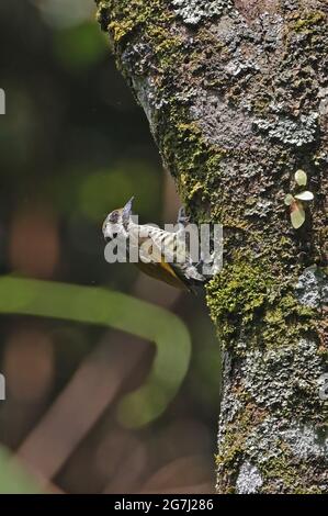 Speckled Piculet (Picumnus innominatus malayorum) adult clinging to ...