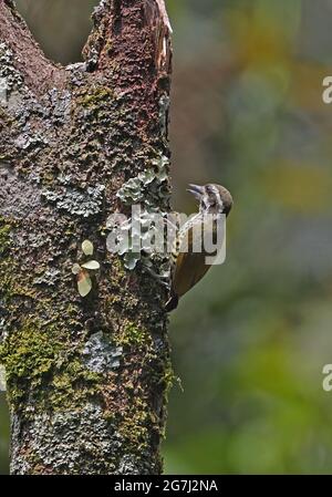 Speckled Piculet (Picumnus innominatus malayorum) adult clinging to ...