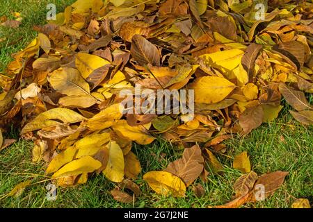 Leaf fall, leaves from the walnut tree in autumn in the evening sun ...