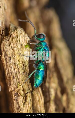 Cuckoo Wasps (Chrysididae Stock Photo - Alamy