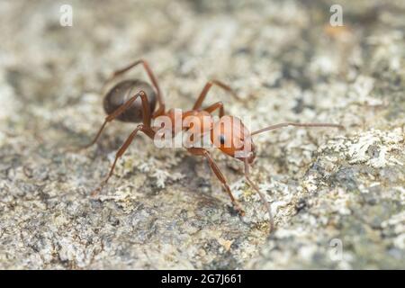 Formicine Ant (Formica integra Stock Photo - Alamy