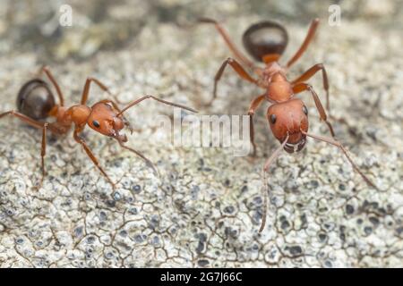 Two Formicine Ant (Formica integra) workers interact Stock Photo - Alamy