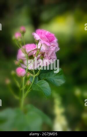 Feminine Rosa 'Lavender Lassie’, rose 'Lavender Lassie’ glowing pink in ...