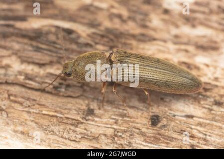 Click Beetle (Gambrinus griseus Stock Photo - Alamy