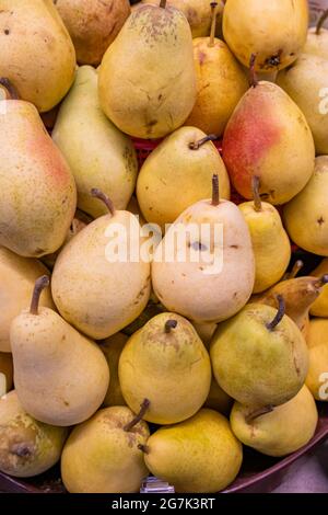 Fresh appetizing sweet orange pears grow on the tree on a sunny day ...