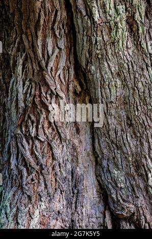 Damaged Oak Tree Bark, close up Stock Photo - Alamy