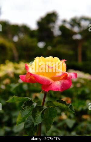 A soft focus of bi-colored yellow and green croton at a garden Stock ...