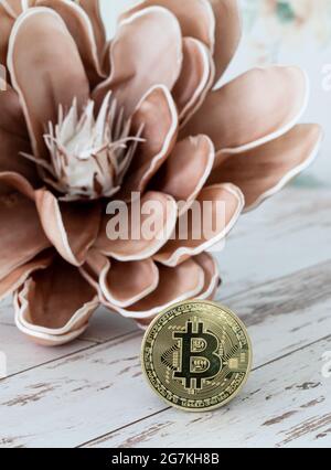 Coin Hodl. Finance Money Investment In Piggybank Stock Photo - Alamy