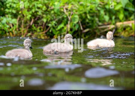 Hamburg, Germany. 12th July, 2021. A downy chick of the Great Crested Grebe (Podiceps cristatus ...