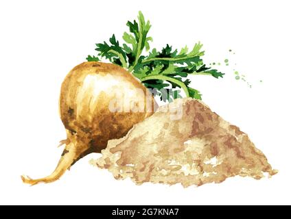 Maca root or Peruvian ginseng with maca powder, Organic vegetable ...