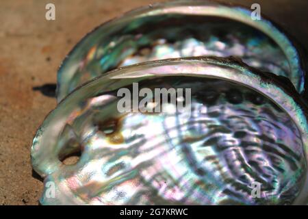 Abalone shells, revealing shiny interior Stock Photo - Alamy