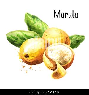 Marula tree, fruit and kernel. Watercolor hand drawn illustration ...