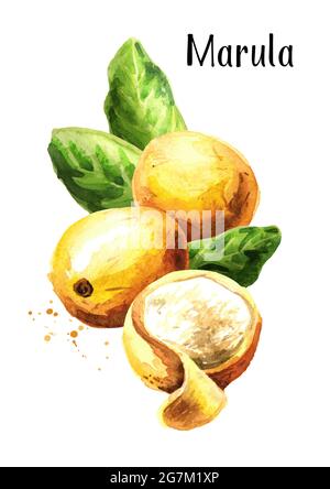 Marula fruit with leaves. Watercolor hand drawn illustration, isolated ...