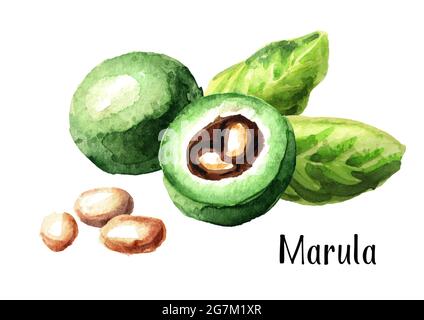 Marula fruit with leaves. Watercolor hand drawn illustration, isolated ...