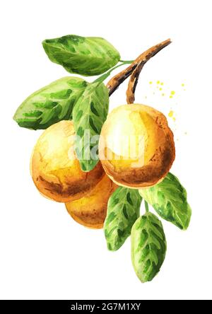 Marula fruit with leaves. Watercolor hand drawn illustration, isolated ...