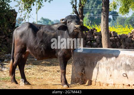 Domestic water buffalo in rural village Stock Photo - Alamy