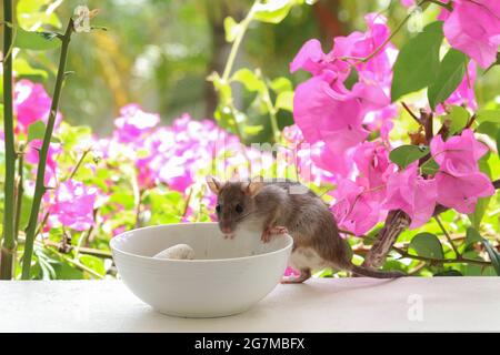 Rat eating seeds from plate outdoors. Yard home feeder Stock Photo - Alamy