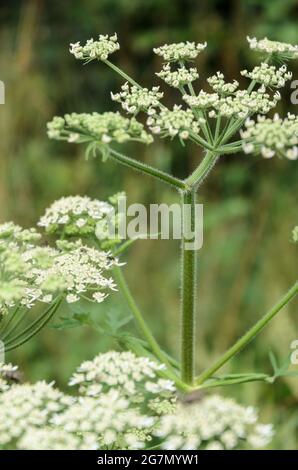 Giant hogweed stem, Germany Stock Photo - Alamy