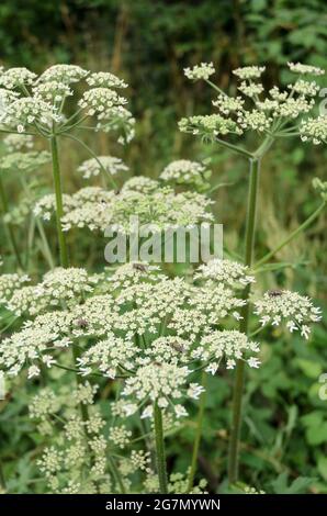 Giant hogweed stem, Germany Stock Photo - Alamy