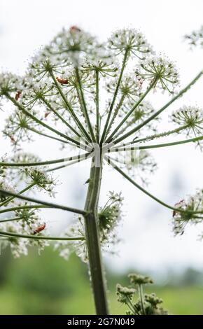 Giant hogweed stem, Germany Stock Photo - Alamy