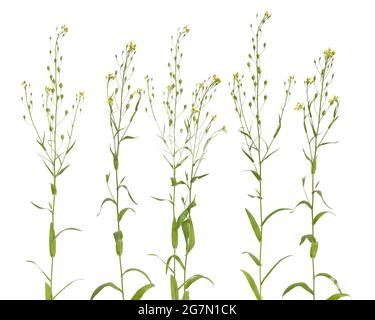 Gold of pleasure, False Flax (Camelina sativa), flowering field Stock ...