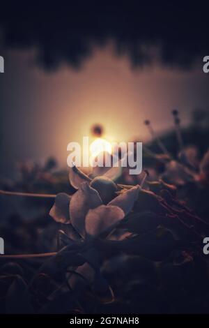 Dark Color Vintage Floral Wallpaper Background Stock Photo - Alamy