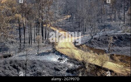 Burned forest with trees and ashes on the ground. Forest fire nature ...