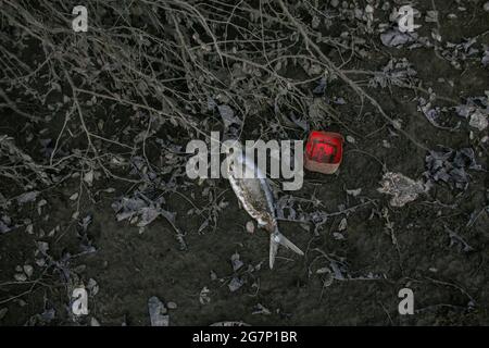 Dead fish in the lake due to water pollution. Stop sign - red crossed ...