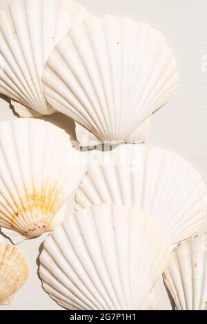 Sea shells styled stock scene Stock Photo - Alamy
