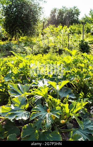rural landscape - squash plantation in green garden on sunny summer day ...