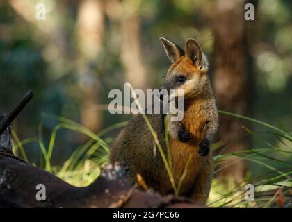 June 4, 2021, Brisbane, Australia: Swamp Wallaby (Wallabia bicolor ...