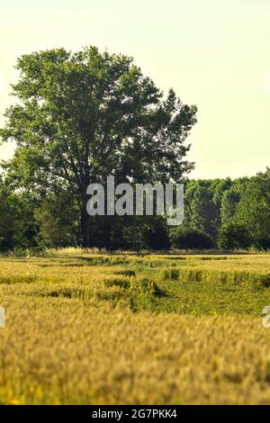 Poplar in a wheat field at sunset Stock Photo - Alamy