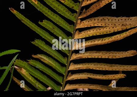 An exceptionally rare mutation in this plant, this fern is a sectorial ...