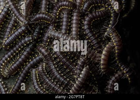 A large gathering of yellow spotted or cyanide millipedes (Harpaphe ...