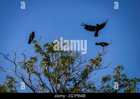Three ravens, two in a tree, and one in flight Stock Photo - Alamy