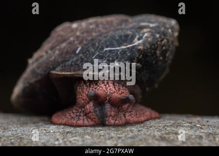 The redwood sideband (Monadenia infumata) an endangered snail endemic ...