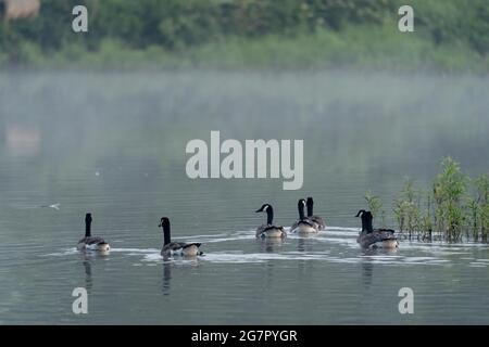 Back shot of Gruiformes birds group swimming in the water Stock Photo ...