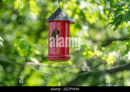 Back shot of a House sparrow bird sitting on a red birdhouse hanging ...