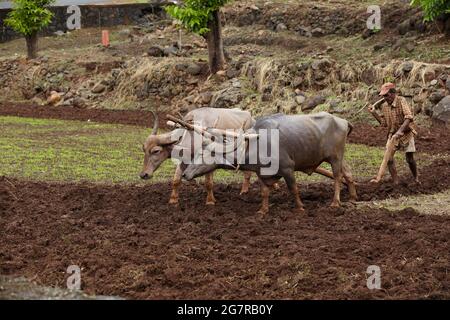 Farmer bullocks ploughing fields, Maharashtra, India, Asia Stock Photo ...
