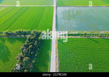 Looking down on rice crops in the lower Shire Valley, Malawi Stock ...