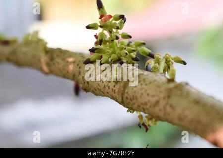 New shoots of Bilimbi tree Stock Photo - Alamy